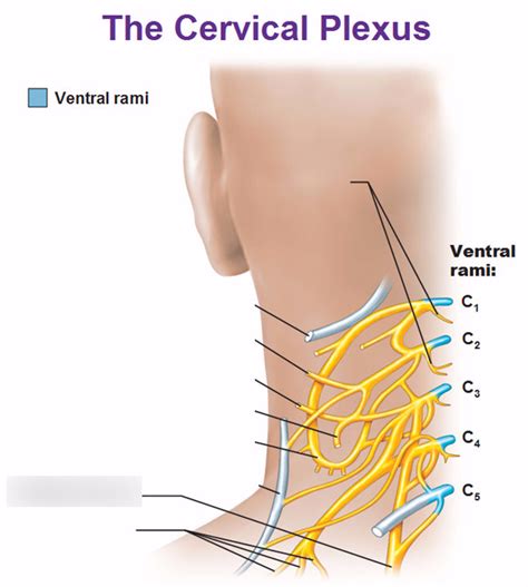 Cervical Plexus Diagram Quizlet