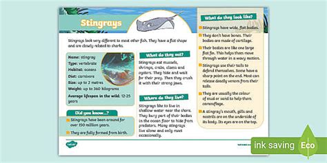 Stingray Fact File Twinkl