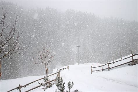 Whiteout Snow Snowfall Woods Winter Nature Winter Pictures Snow