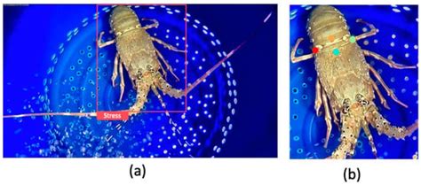 Advanced Robotic System With Keypoint Extraction And Yolov5 Object Detection Algorithm For