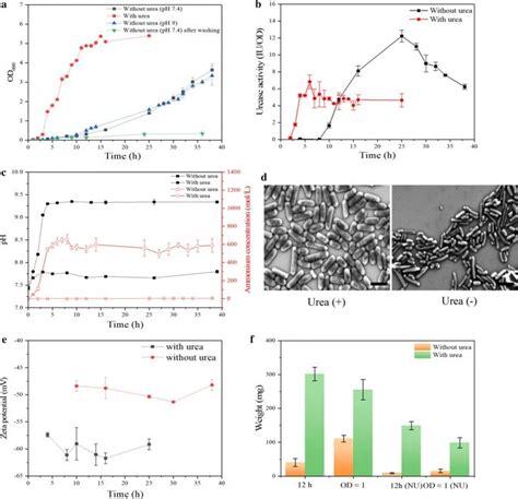 Beneficial Factors For Biomineralization By Ureolytic Bacterium