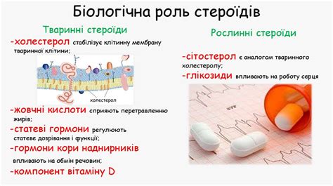 Ліпіди презентация онлайн