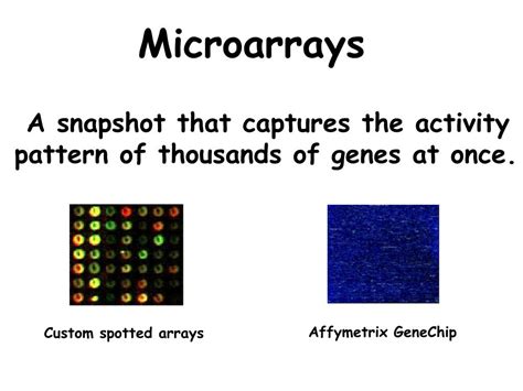 PPT Microarrays PowerPoint Presentation Free Download ID 280071