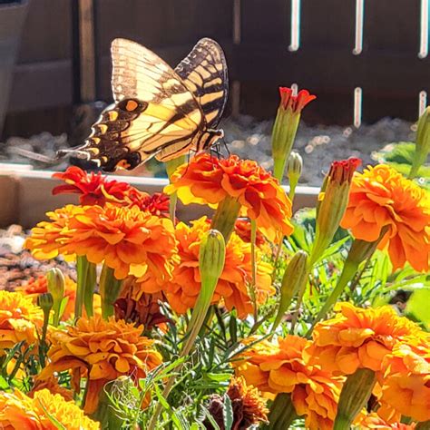 The Difference Between Male And Female Zucchini Flowers Zucchini Zone