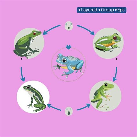 Frog Infographic Diagram Showing Different Phases And Development Stages Premium Ai Generated