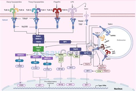 Toll Like Receptor Signaling Pathways A Key To Innate Immunity Assay Genie