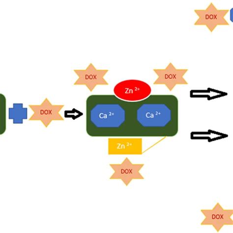 The Chemical Structure Of Doxycycline The Lower Oxygen Rich Part Is Download Scientific