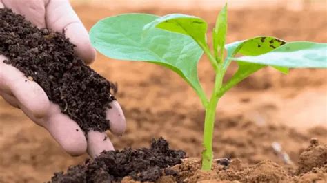 How To Add Nitrogen To Soil 3 Best Ways