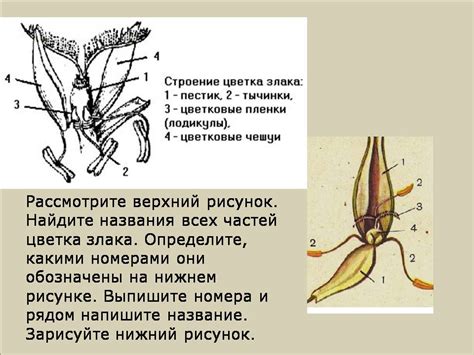 Семейство Злаковые - Презентации по биологии