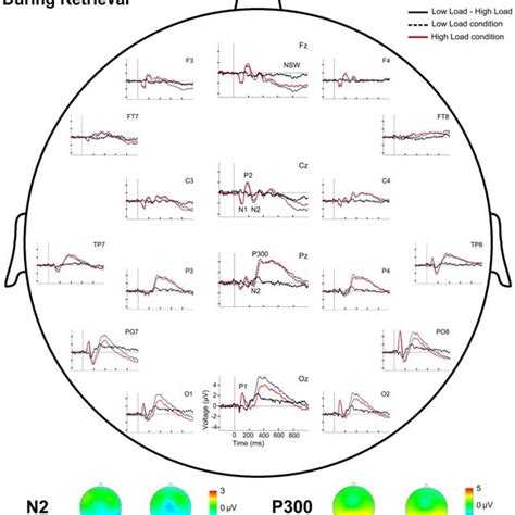 event related potentials waveforms during probe stimulus processing and