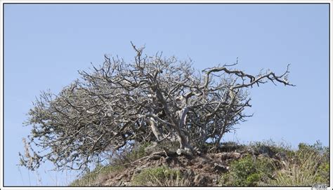 Back Tominorque 1 Photos En Errance