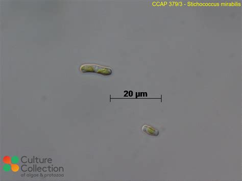 Stichococcus Mirabilis