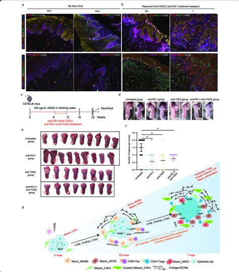 Mihc Staining Showing Clinical Relevance And Cellular Crosstalk