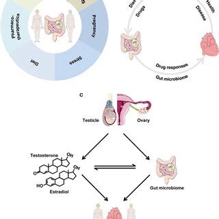 Sex Differences In The Gut Microbiome Download Scientific Diagram