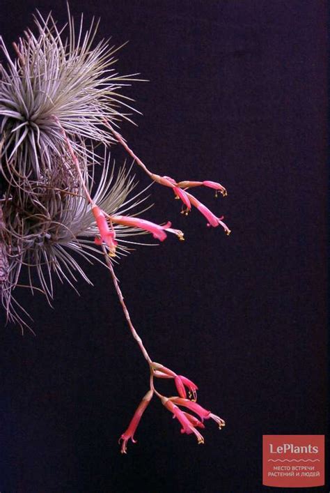 Тилландсия серебристая (Tillandsia argentea) — описание, выращивание ...