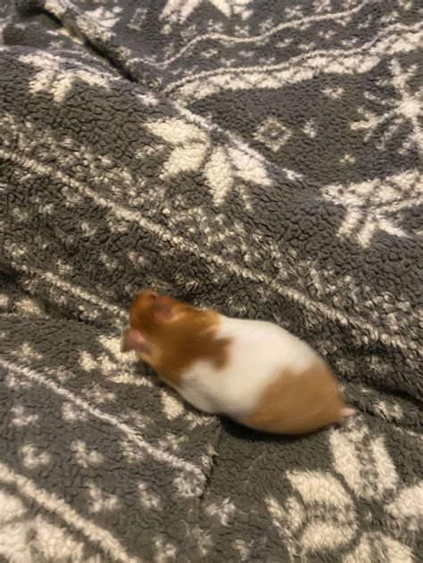 Just Hammy Styles Chilling In Bed Rhamsters