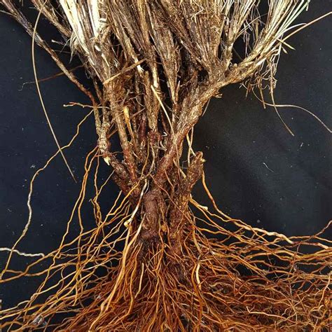 Rhizomatous Roots Meaning At Sheryl Cargill Blog