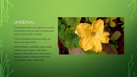 Presentation Pdf Biology Project Class Ppt