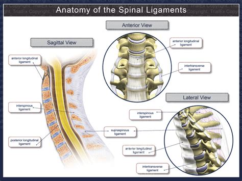 Anatomy Of The Spinal Ligaments Trialquest Inc