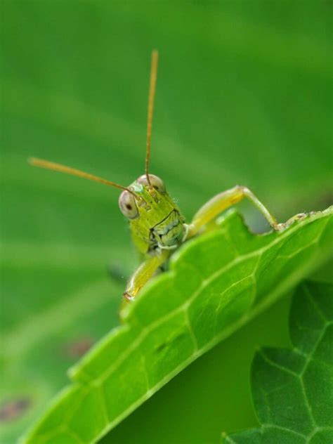 Unique Grasshopper Coloring Pages Artofit