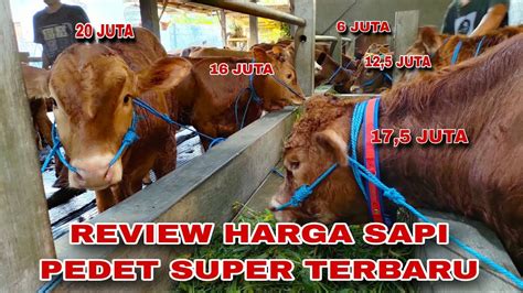 Review harga sapi pedet super terbaru - YouTube