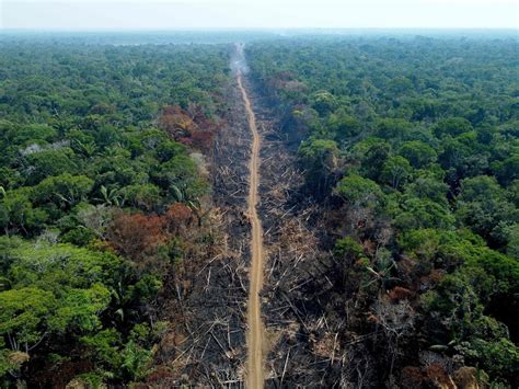 Após Período De Queda Desmatamento Na Amazônia Volta A Subir Em Julho
