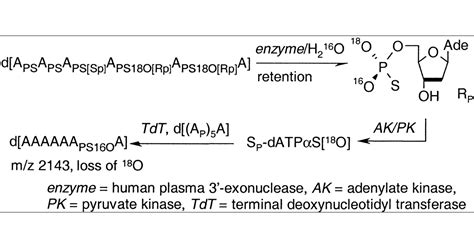 Retention Of Configuration In The Action Of Human Plasma 3‘ Exonuclease On Oligo Deoxynucleoside
