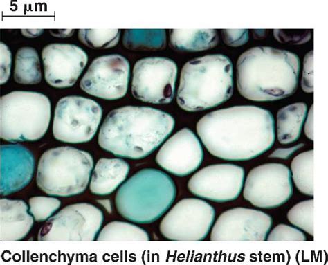 Plantcells Collenchyma Html 35 09PlantCellDiversity Collenchyma