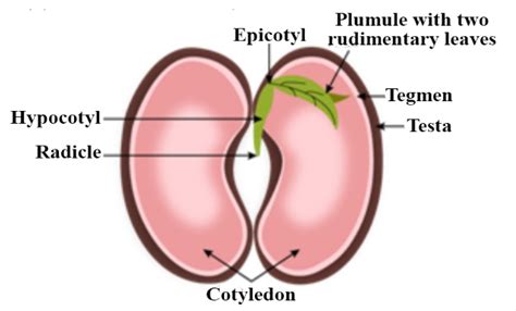 The Flower Class 6 Srijan ICSE Biology Solutions Chapter 2 ICSEHELP