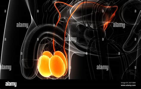 Anatomie Du Système Reproducteur Mâle Photo Stock Alamy