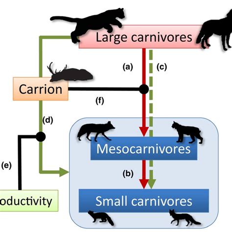Path Diagram Of Interactions Among Top Carnivores Mesocarnivores And Download Scientific