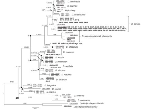 Single Tree Resulting From Maximum Likelihood Analysis Generated From