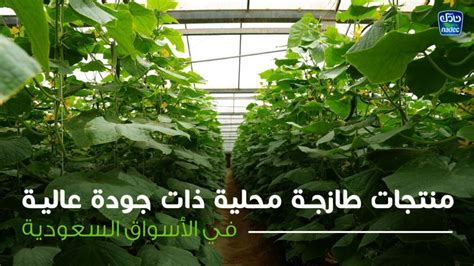 Foodsecurity Nadec الأمنالغذائي نادك Nadec Foods