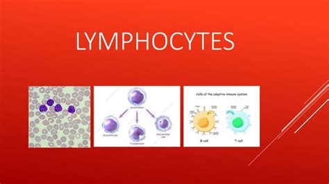Lymphocyte Pptx