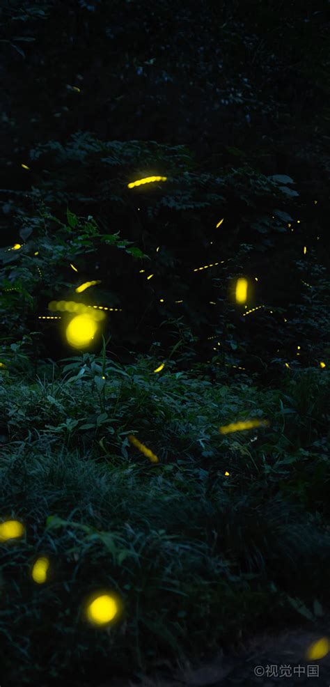 萤火虫的梦幻