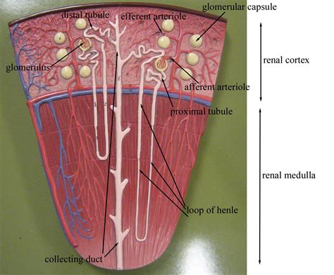 Draw The Diagram Of Nephron