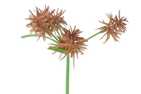 Nutgrass Nut Grass Or Purple Nut Sedge In Lawns And Garden