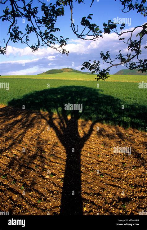 Casts Tree Shadow High Resolution Stock Photography And Images Alamy