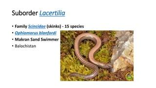 Reptiles Of Pakistan Pptx