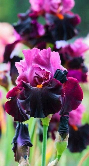 Medici Princes Iris R Flowers