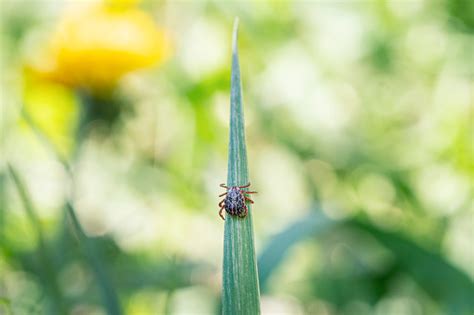 라임 보렐리오시스 질병 또는 뇌염 바이러스 전염성 피부종 진드기 거미류 기생충 매크로 뇌염은 여름의 햇빛에 녹색 잔디에 진드기 곤충감염 개참진드기에 대한 스톡 사진 및 기타