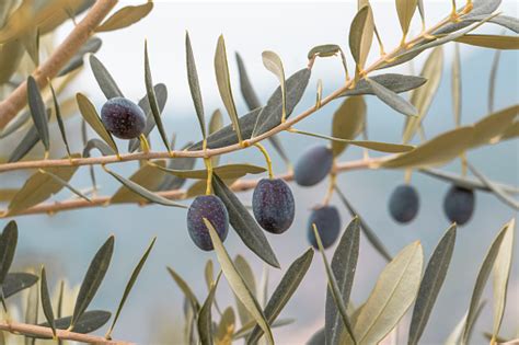 나무에서 자라는 올리브 나무에 검은 잘 익은 올리브 와 올리브 가지 0명에 대한 스톡 사진 및 기타 이미지 0명 과수원 과일 Istock
