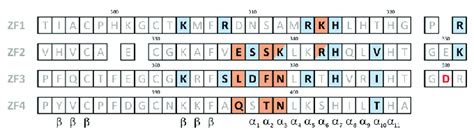 the amino acid sequence of the dna binding domain of human yy1 dbd