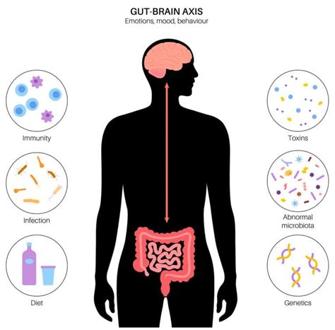 Intermittent Fasting And The Gut Brain Connection Unlocking The
