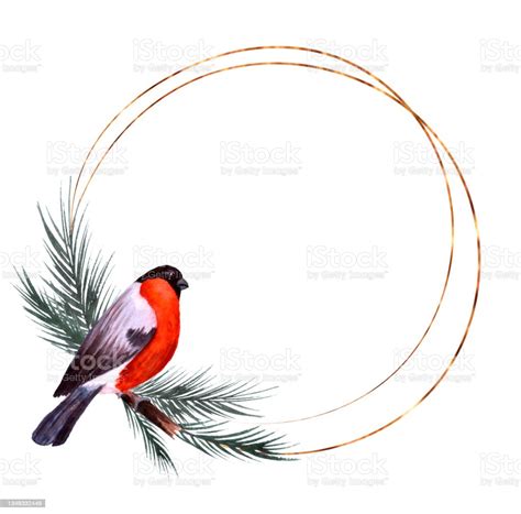 흰색 배경에 손으로 그린 수채화 불핀치와 소나무 가지가있는 겨울 라운드 프레임 골든 서클 프레임 겨울에 대한 스톡 벡터 아트 및 기타 이미지 Istock