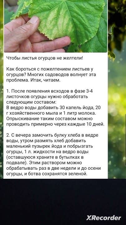 🥒Советы по выращивания ОГУРЦОВ Youtube