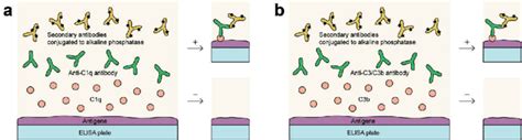 Elisa For A C1q And B C3 Binding For Elisa For Complement