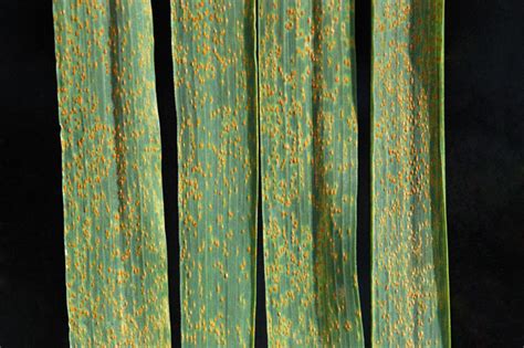Wheat Leaf Rust Wikipedia