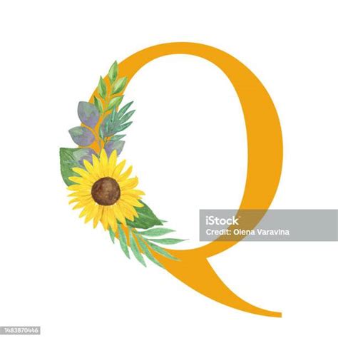 Abc 해바라기와 나뭇잎으로 장식된 라틴 알파벳의 문자 Q 간단한 손으로 그린 스타일의 꽃 모노그램 수채화 그림 여름 꽃 장식