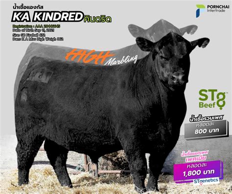 สั่งซื้อน้ำเชื้อโค ทักแชทเพจ💬 Pornchai Intertrade Facebook